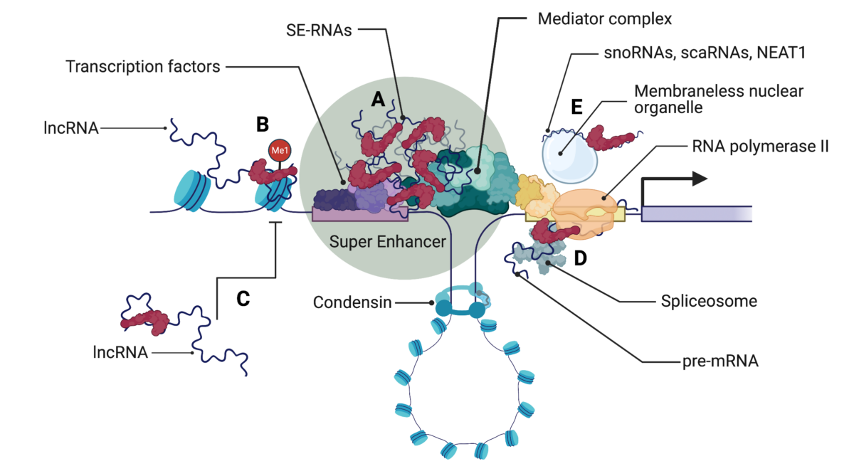 Non-coding Genome Research Group – Institute of Enzymology