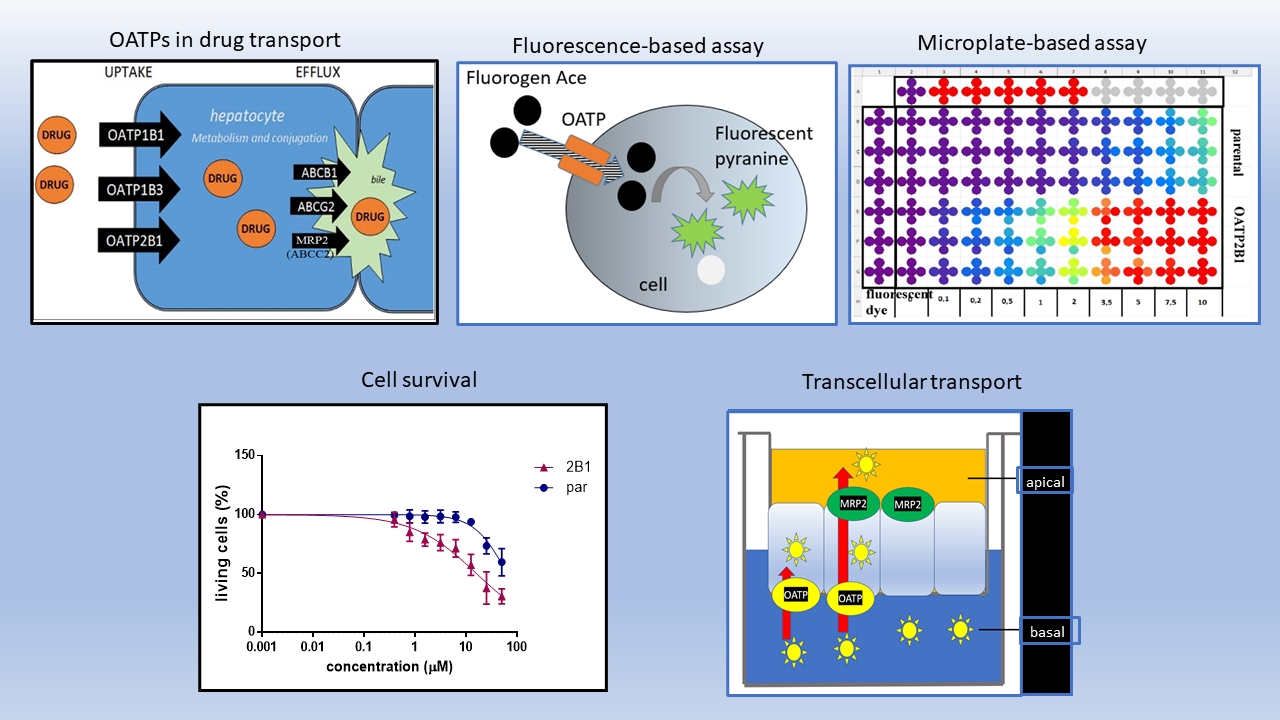 Laboratory of Organic anion transporting polypeptides – Institute of ...
