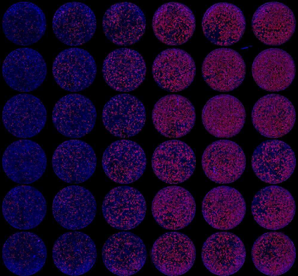 DNA Repair Research Group – Institute of Enzymology