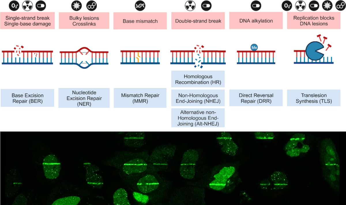 DNA Repair Research Group – Institute of Enzymology
